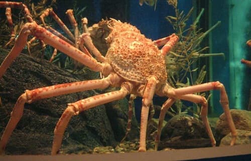 Câu trắc nghiệm Sinh học lớp 7 Bài 24 có đáp án: Đa dạng và vai trò của ...